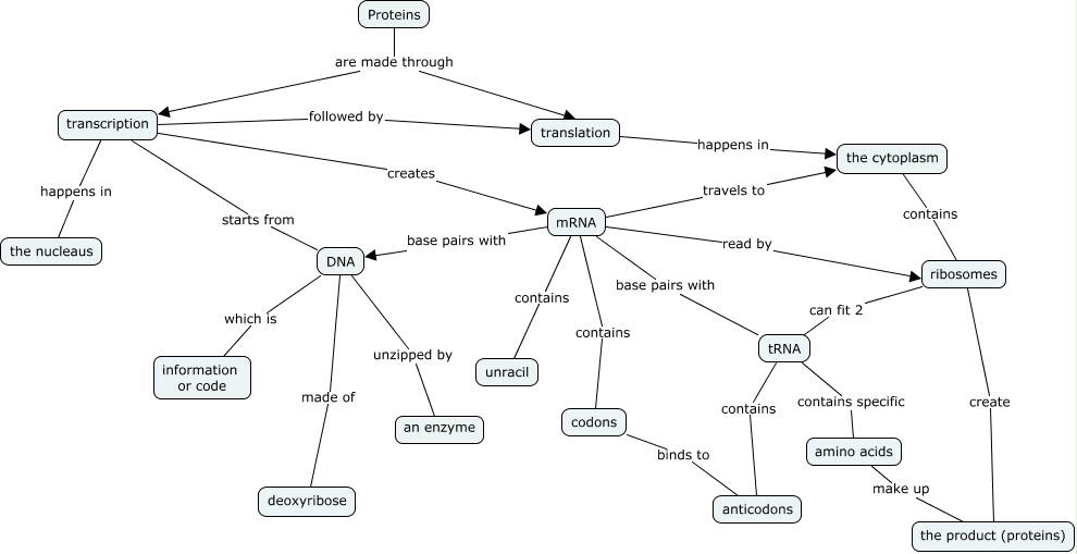 Protein Synthesis Cmap